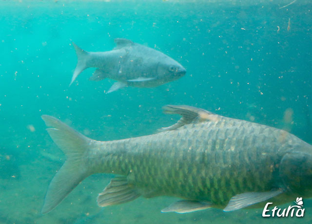 Kenya - Top 5 rezervatii naturale pentru un safari de vis - Blog Eturia